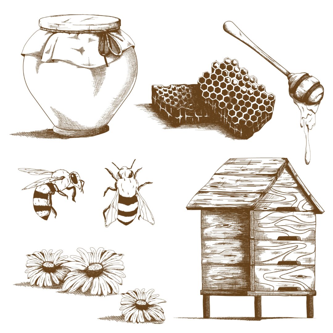 A Glimpse into Victorian Beekeeping in Britain – Sweet Hive